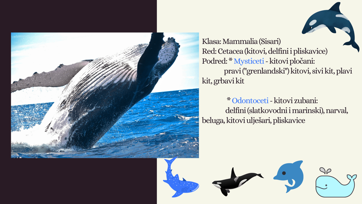Kitovi, delfini i njihovi srodnici | biologično