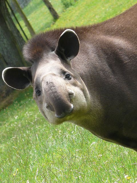 Tapiri | biologično